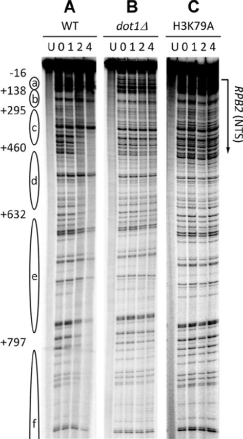 Plot Showing Repair Of Cpds In The Nts Of The Rpb2 Gene In Wild Type