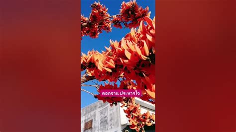 ดอกจานประหารใจ Youtube