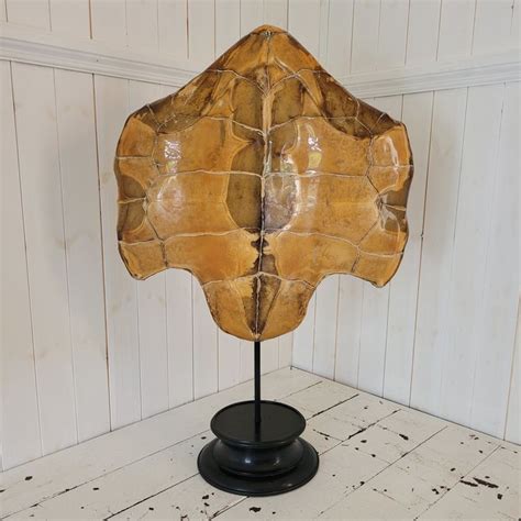 Early 20th Century Sea Turtle Plastron Early 20th Century Century