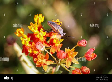 Bordered Plant Bug Or Largus Cinctus Feeding On Milkweed Flowers In A