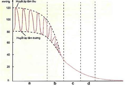 Giai đoạn Nào Trong Hình Mô Tả Sự Biến Thiên Huyết áp ở động Mạch Chủ