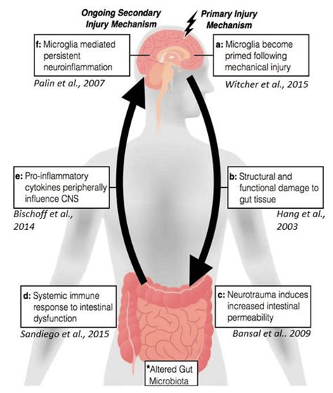 Pathophysiology Of Concussion Complete Concussions