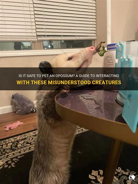 Is It Safe To Pet An Opossum A Guide To Interacting With These