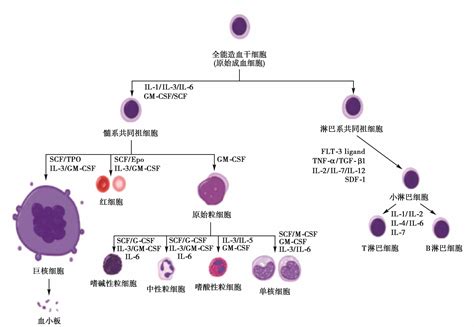 血细胞生长因子 再造人