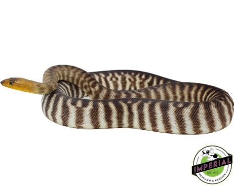 Dark Woma Python Adult For Sale Imperial Reptiles Imperial