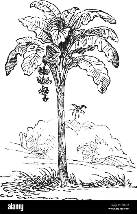 Crmla Dibujos De Plantas De La Selva Para Colorear Porn Sex Picture