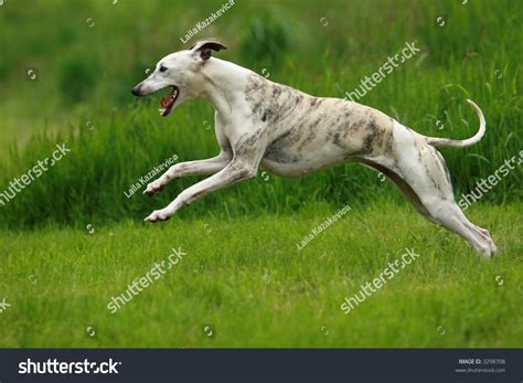 Whippet Running Stock Photo Shutterstock