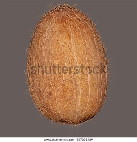 Coconut Front View Stock Illustration 557091289 Shutterstock