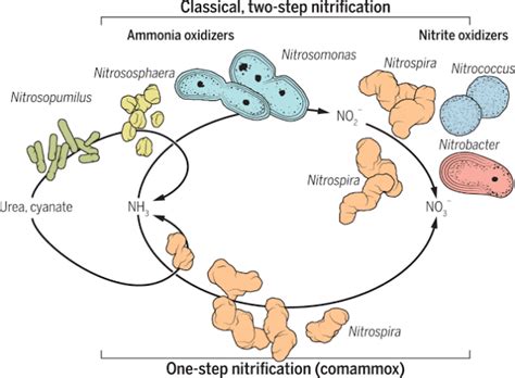 Difference Between Nitrification And Denitrification With Diagram