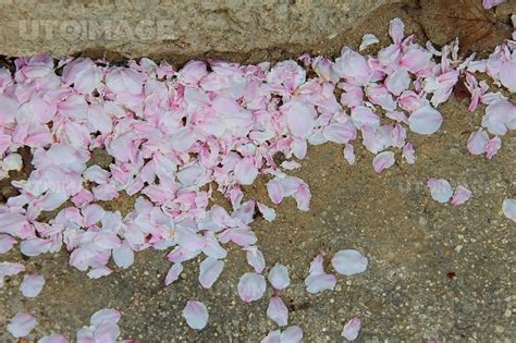 바닥에 떨어진 꽃잎 유토이미지 상세페이지 베이직샵 사진 21091823