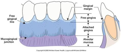 Exam Periodontium Microscopic Anatomy And Overview Of Diseases NOT FINAL DRAFT