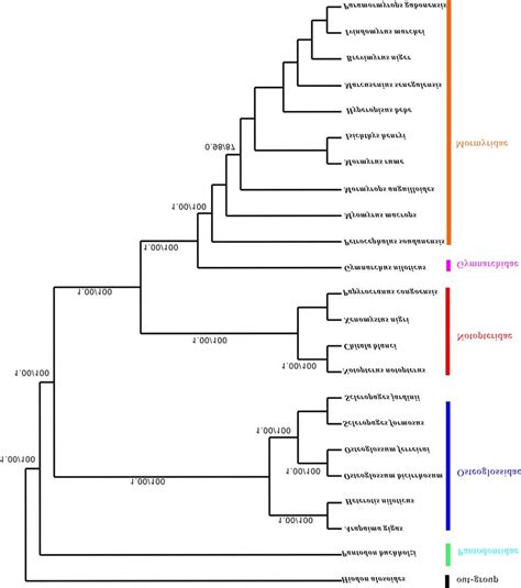 A Phylogenetic Tree Of The Fishes In The Order Osteoglossiformes The
