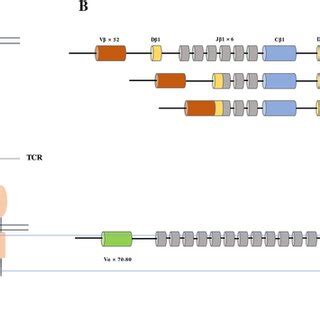Structure And Rearrangement Mechanisms Of TCR A Mature TCR Download Scientific Diagram