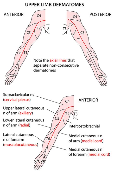 Upper Limb Nerves Skin Dermatomes Medical Anatomy Basic