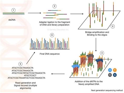 The Entire Method Of Next Generation Sequencing Next Generation Sequencing Sequencing Dna