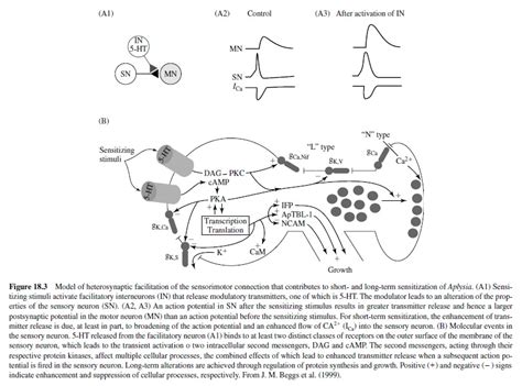 Biological Models Of Associative Learning Research Paper Iresearchnet
