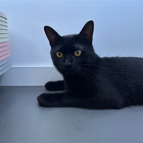 코리안숏헤어 뚱이 애완견성격 반려견성격 소형견크기 중형견크기 미니비숑프리제크기 토이푸들크기 골든리트리버크기 래브라도리트리버크기 닥스훈트크기 도베르만크기 말티치크기 말티폼크기