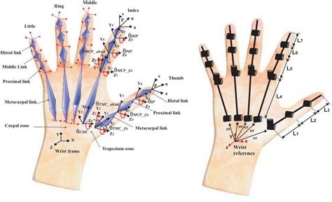 The Kinematic Chains Of The Human Fingers 5 Download Scientific Diagram