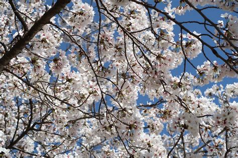 벚꽃 꽃 봄 흰 Pixabay의 무료 사진 Pixabay