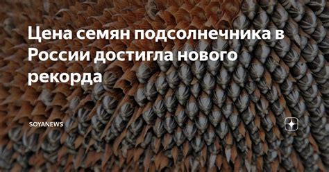 Цена семян подсолнечника в России достигла нового рекорда | SoyaNews | Дзен