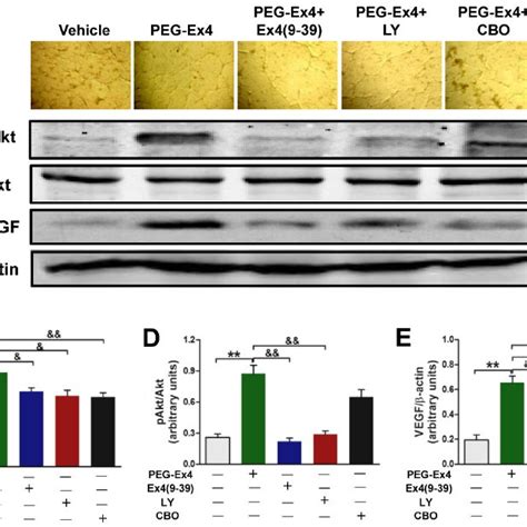 A Schematic Structure Of C40 Tpeg Ex4 Cys Peg Ex4 B In Vitro