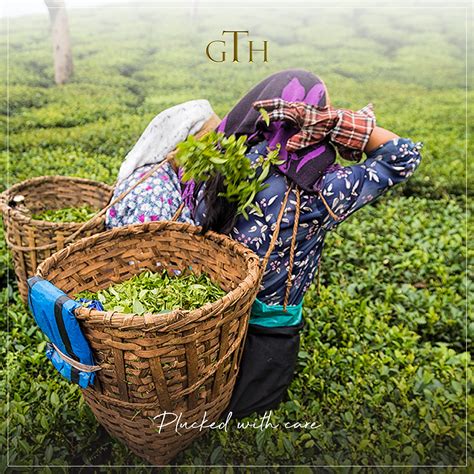 Ging Tea House The Texture The Fragrance The Colour A Facebook