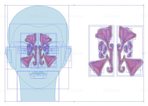Paranasal Sinuses Vector