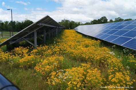 Solar Farm Array Area Mix Under 30” Seed Mix Pheasants Forever