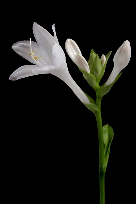 Pretty Black And White Flower Backgrounds