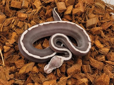 Pastave Super Ghi Het Dg Ball Python By Morph Jungle