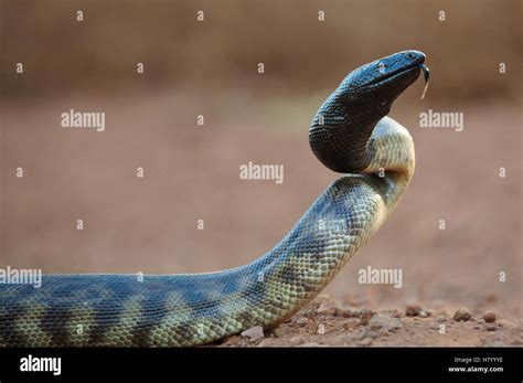 Black Headed Python Aspidites Melanocephalus In Strike Pose Weipa