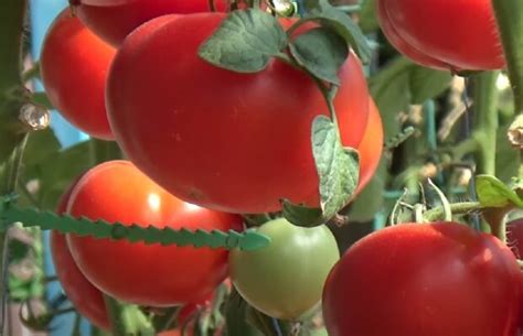 Городники розкрили сім секретів для хорошого урожаю Читайте на Ukr Net