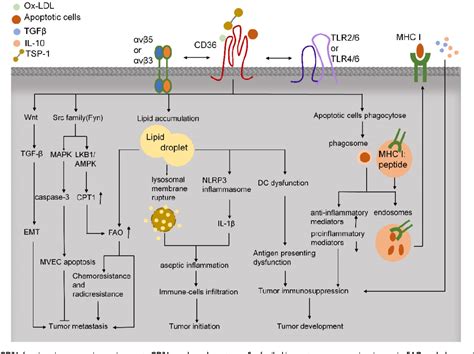 Figure 4 From Cd36 Tango In Cancer Signaling Pathways And Functions