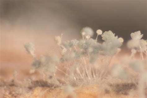 Fungirhizopus Bread Mold Under The Microscope Stock Image Image Of