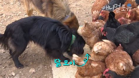🐔닭과 🐶개가 친구라고요 어렸을 때부터 함께 지내 먹이도 나눠 먹는 산골 친구ㅋㅋ Kbs 생생정보 200217 방송