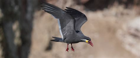 What Works To Save Species From Extinction Island Conservation