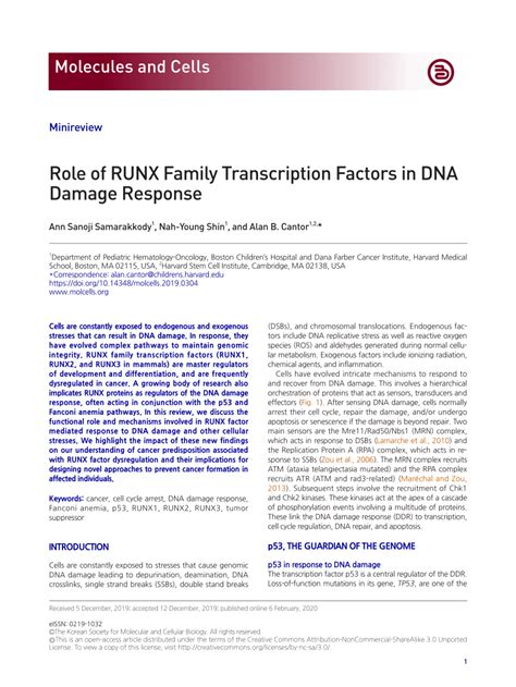 PDF Role Of RUNX Family Transcription Factors In DNA Damage Response