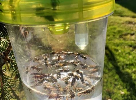 5 Best Wasp And Hornet Traps In 2025 Detailed Reviews