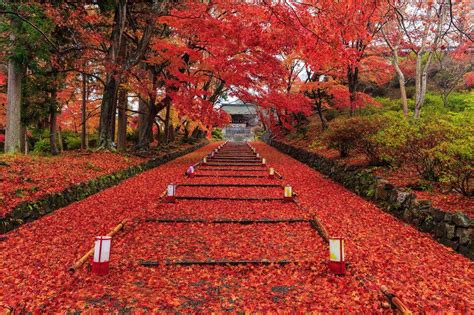 散り紅葉の絨毯（毘沙門堂） 花景色－kwc Photoblog 紅葉 景色 紅葉 景色