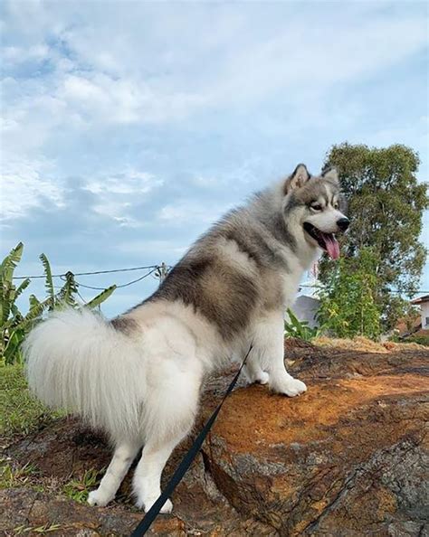 Samoyed Husky Mix A Hybrid To Fall For
