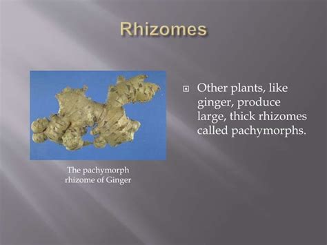 Stem Functions And Its Modifications Pptx Gardening Home And Garden