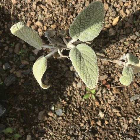 Canary Spiderwort Sideritis Cretica Plant Care And How To Grow Water