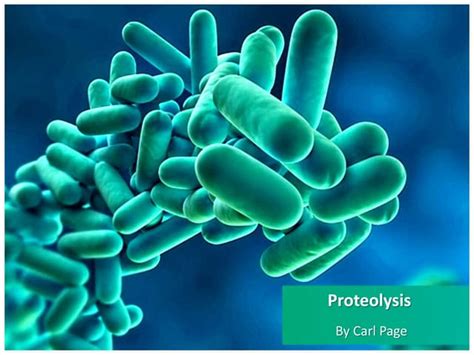 Proteolysis Ppt
