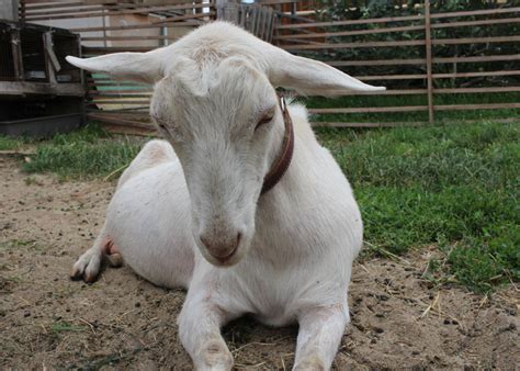 Guideline For Goat Illnesses Causes Cures Prevention