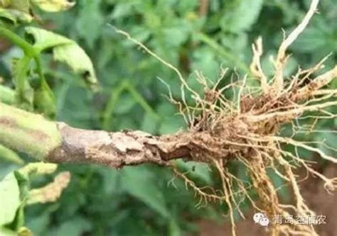 番茄茎基腐病