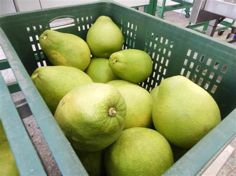 大陸將批准文旦柚輸入 農業部盼透過兩岸貿易平台協商 生活 工商時報