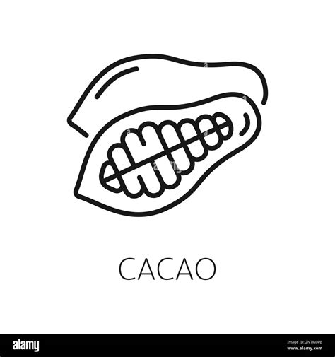 Cocoa Or Cacao Beans Isolated Outline Icon Vector Thin Line Drawing Of