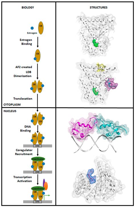 Estrogen Receptor Structure