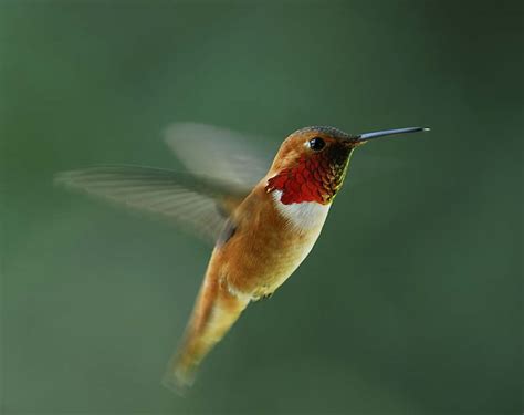 03272020 Exploring Together Identifying Ruby Throated And Rufous 03272020 Exploring Together Identifying Ruby Throated And Rufous