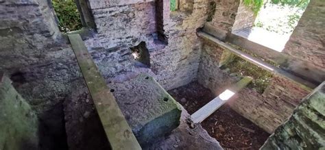 Inside Historic Cornish Engine House Which Could Host Magical Woodland Weddings Plymouth Live